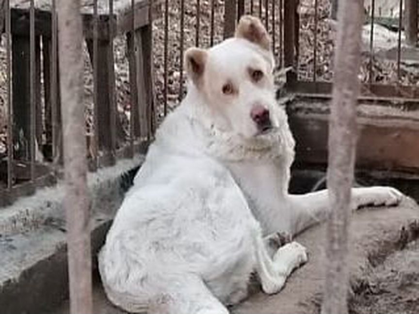 Сао в охрану. Семью