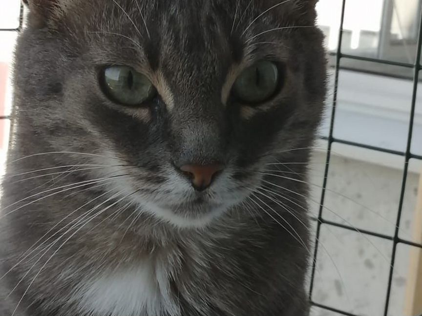 Кошки в добрые руки бесплатно