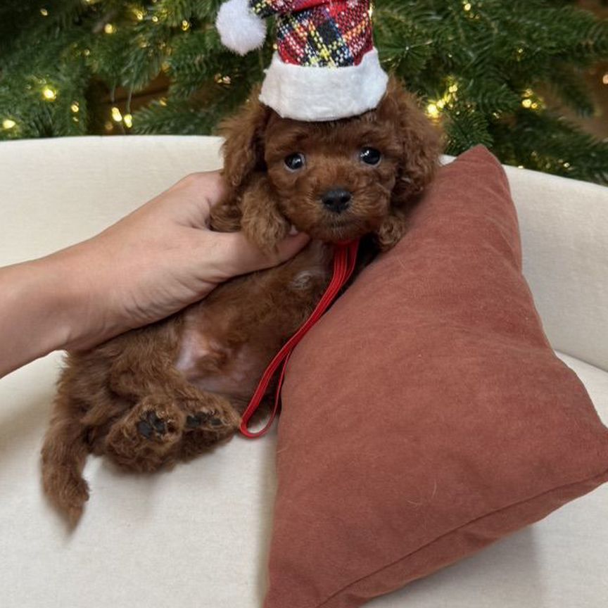 Той-пудель, щенок