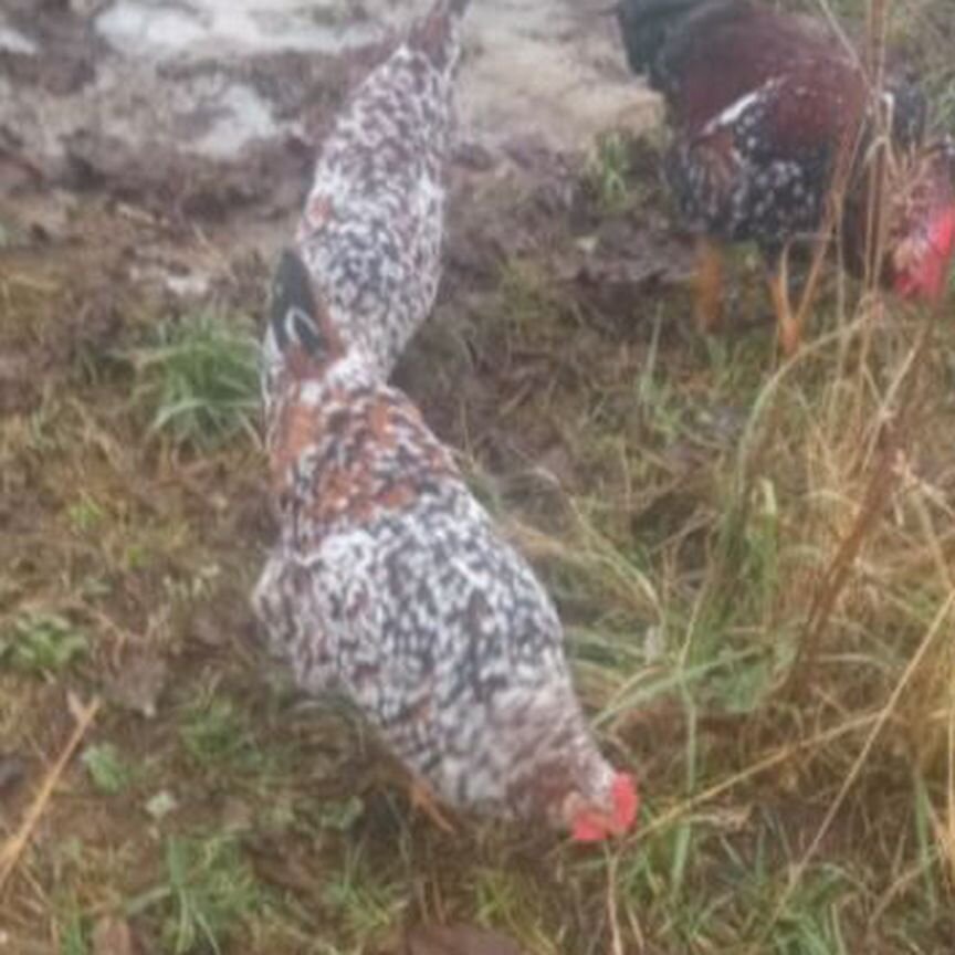 Семья кур красный мрамор