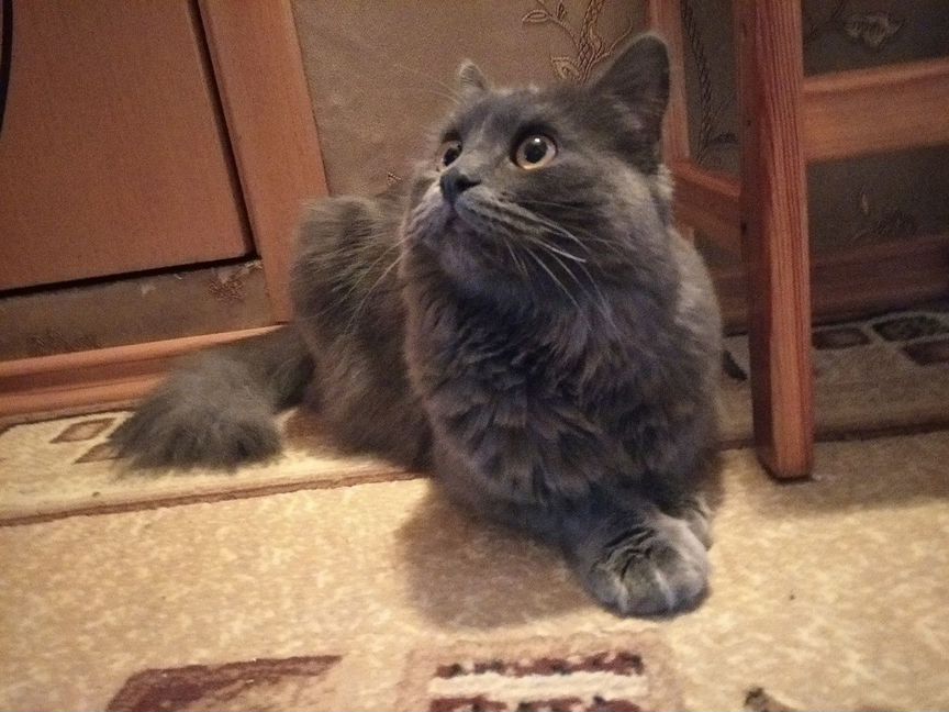 Котенок Тиша ищет дом