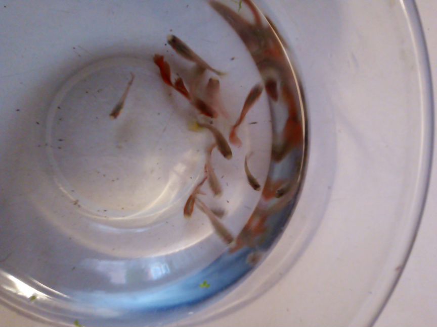 Гуппи семья