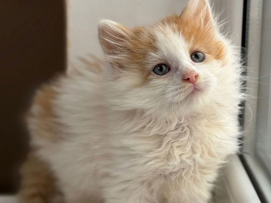 Целовательные котята- мальчик Федя и девочка Варя