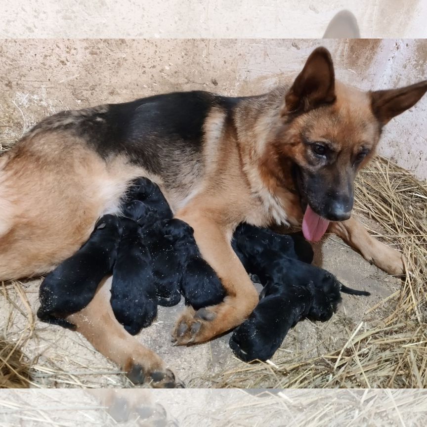 Немецкая овчарка, щенок