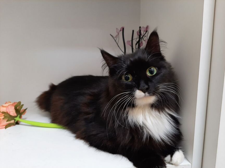 Ищет дом прекрасная маркизная молодая киса Лосяша