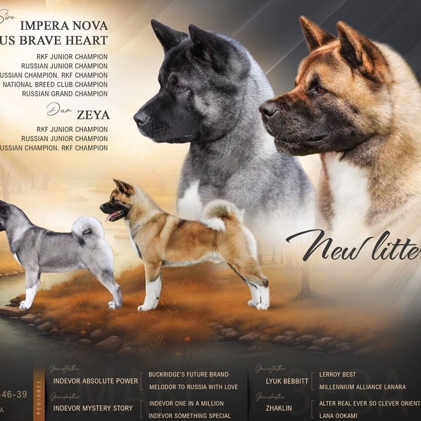 Американская акита, щенок