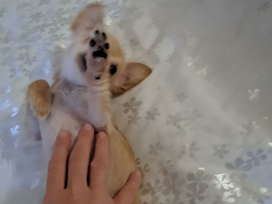 Тойчик. Миник