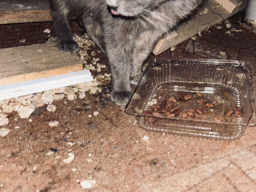 Нашли кошку