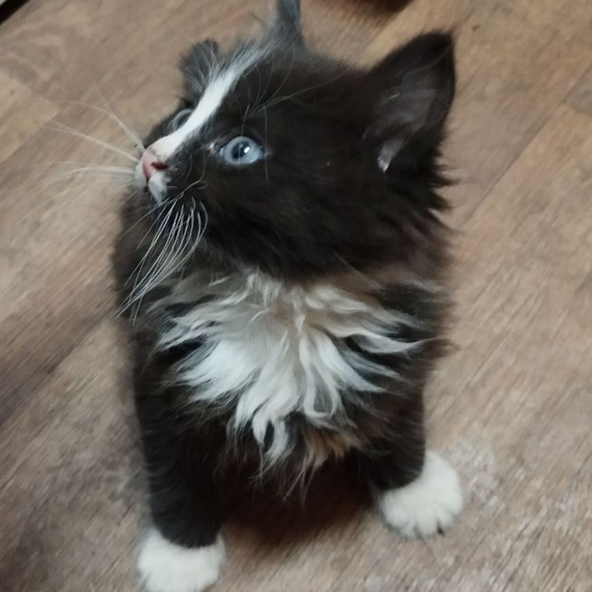 Котёнок в добрые руки