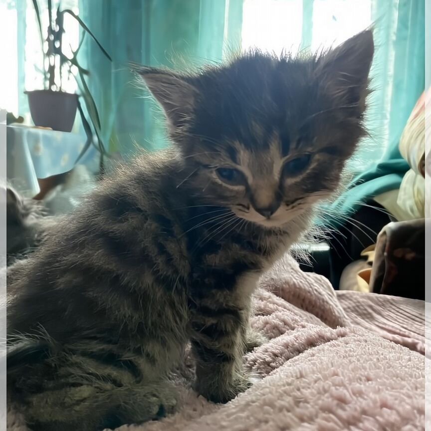 Котёнок в добрые руки