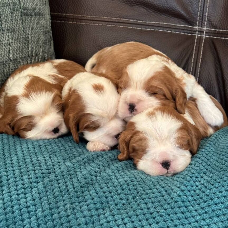 Кавалер кинг-чарльз-спаниель, щенок