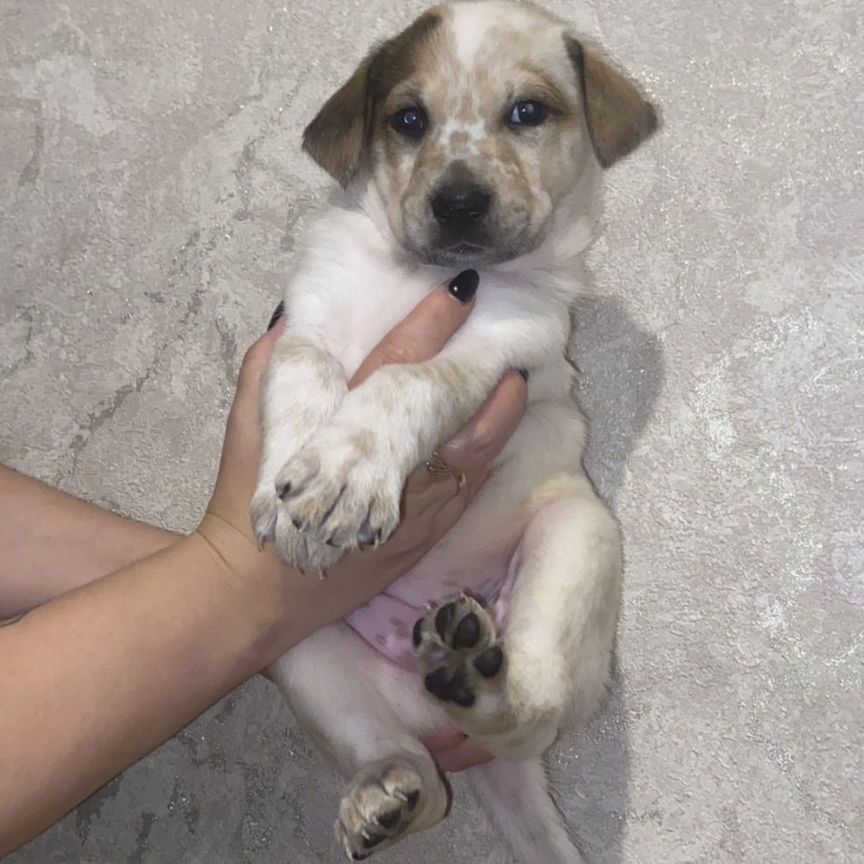 Американский питбультерьер, щенок