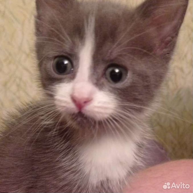 Кошка (1.5 месяца)