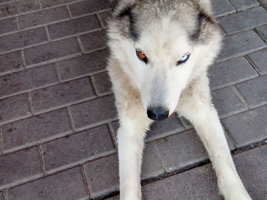 Хаски
