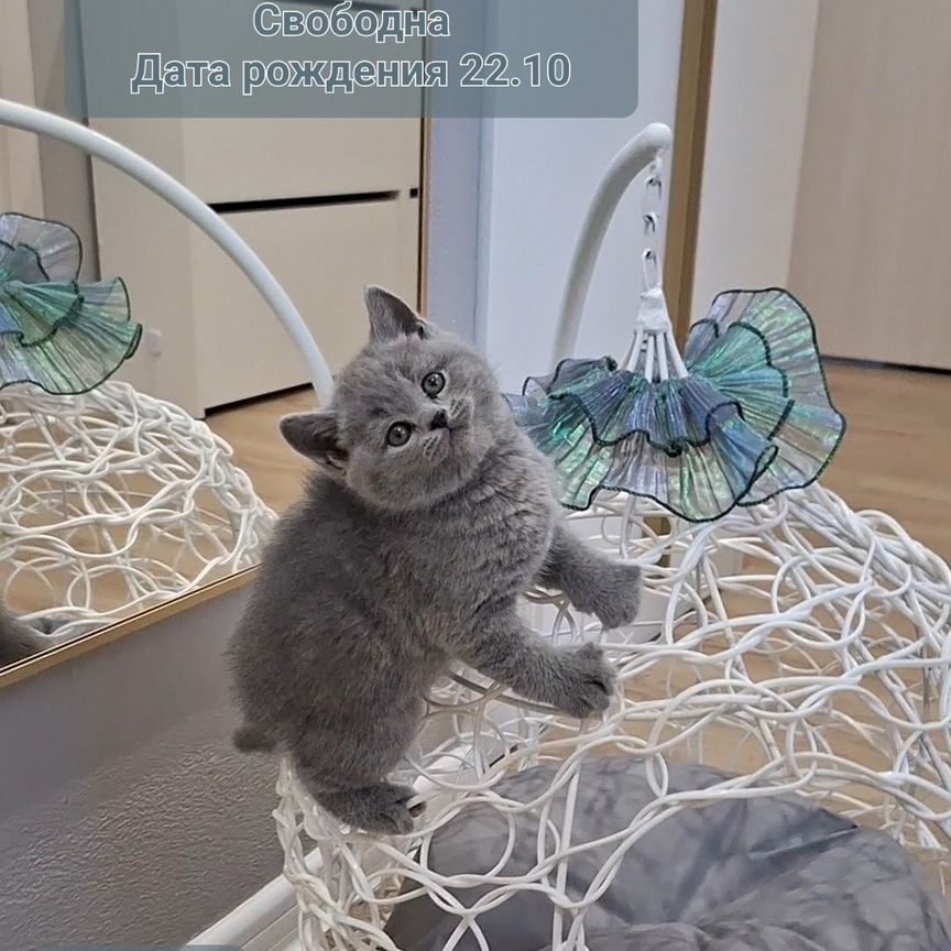 Британские котята