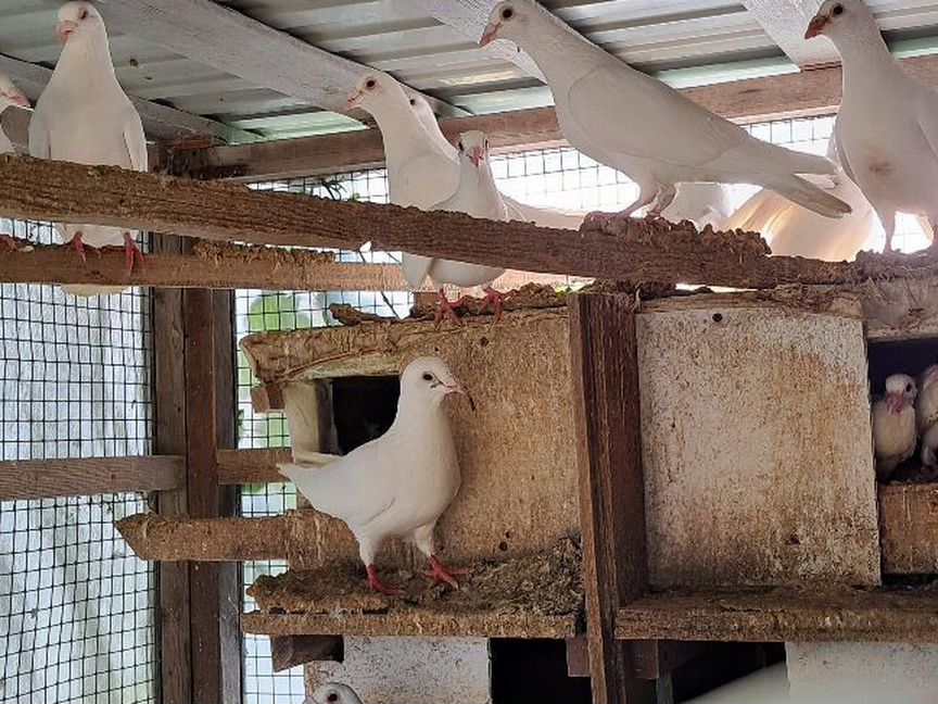 Голуби почтовые