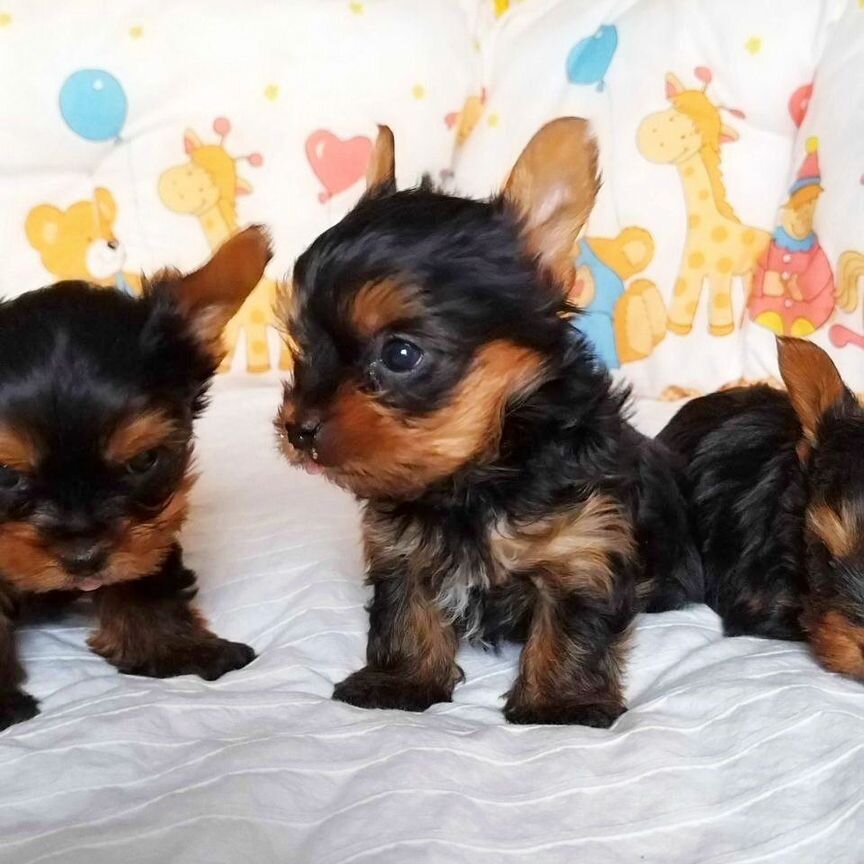 Йоркширский терьер