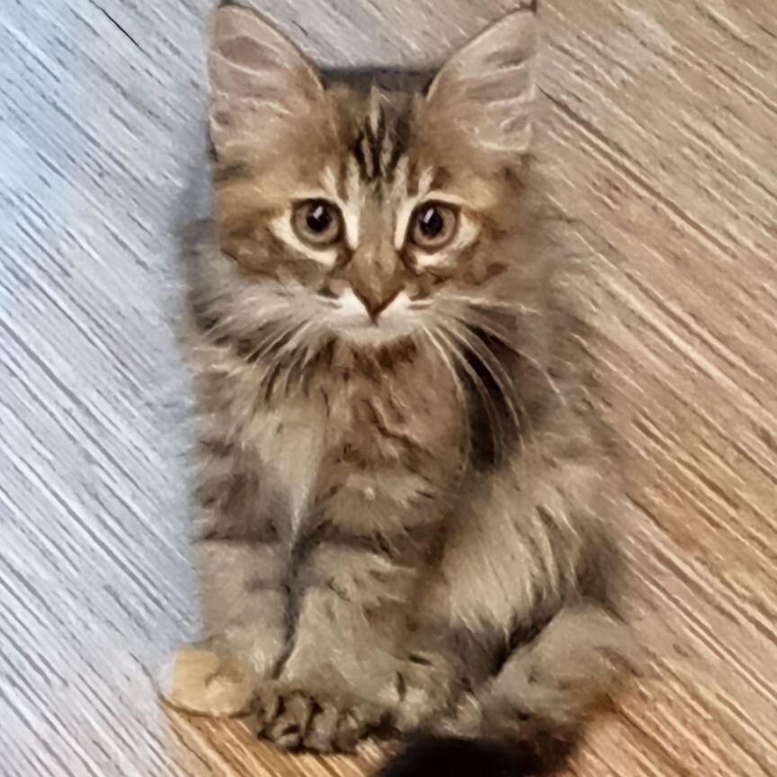 Отдам котят в добрые руки