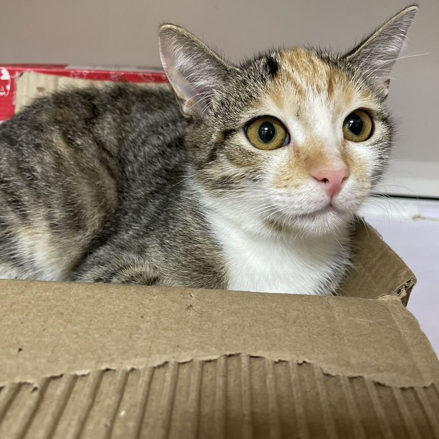 Котенок Килька