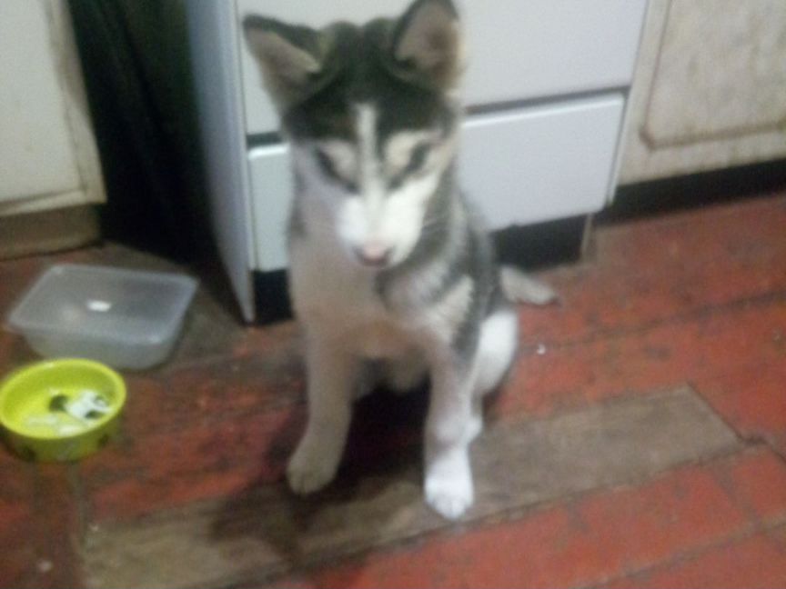 Сибирский хаски