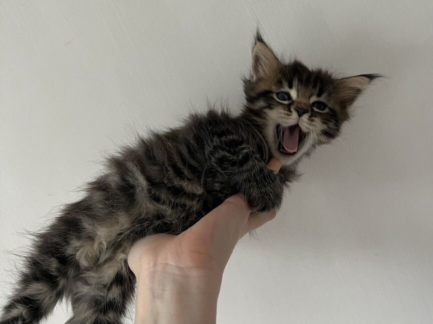 Котята мейн-кун