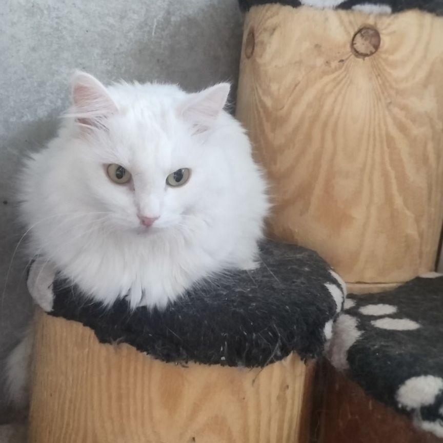 Взрослая, Девочка кошка в добрые руки