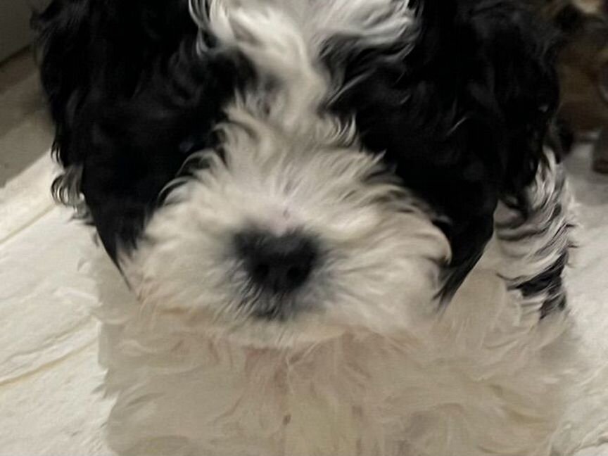 Щенки бишон фризе (Панда)