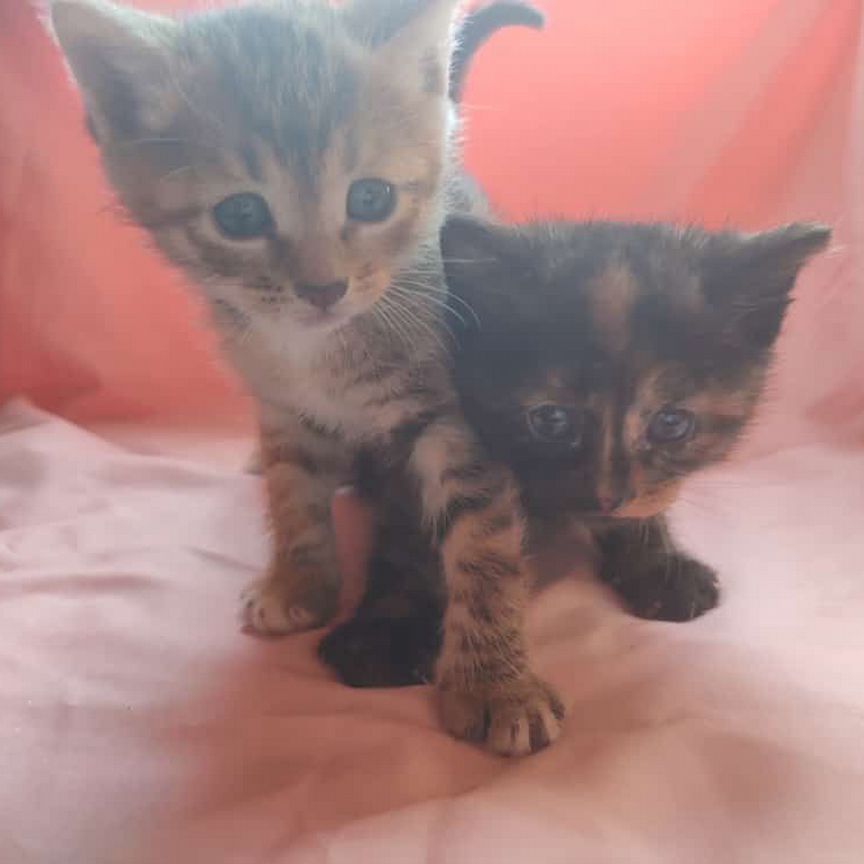 Кошка