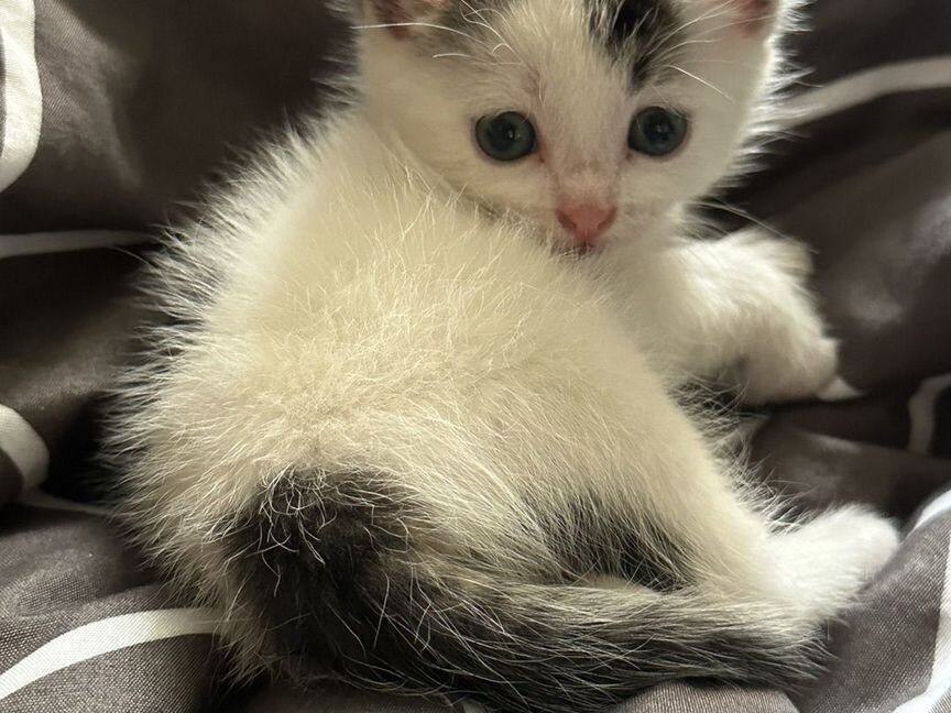 Котята