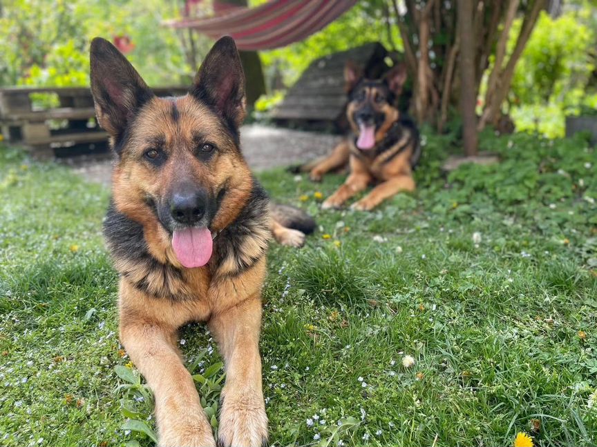 Овчарки в добрые руки