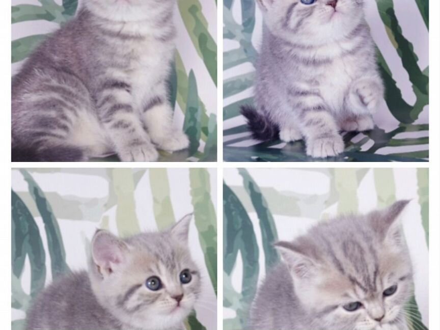 Британские плюшевые котята