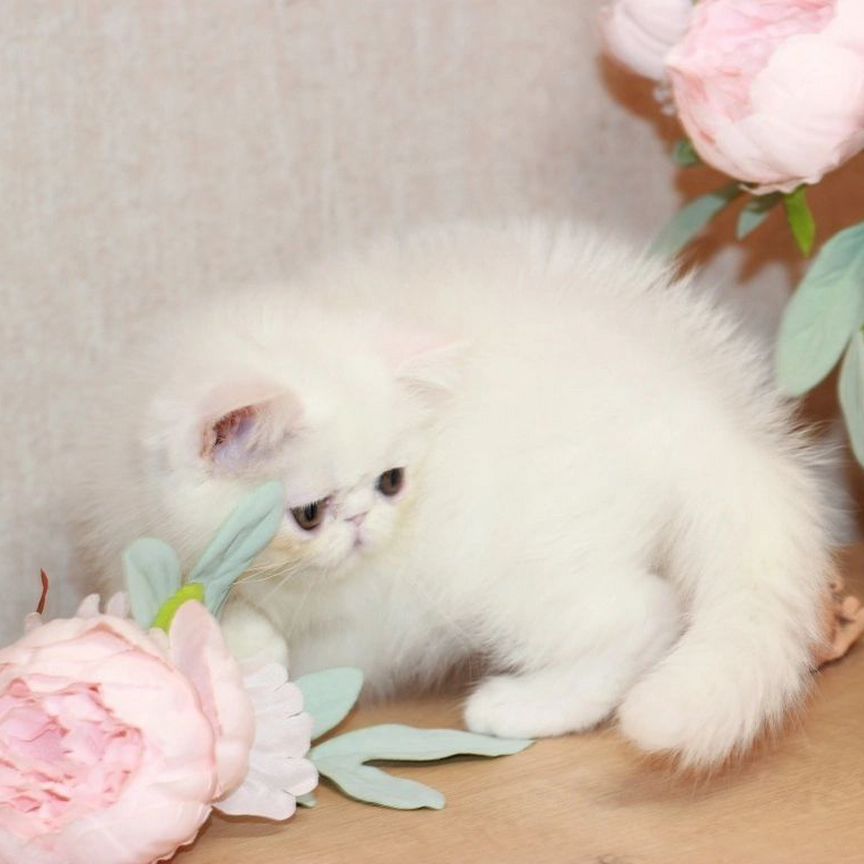 Экзотические котята