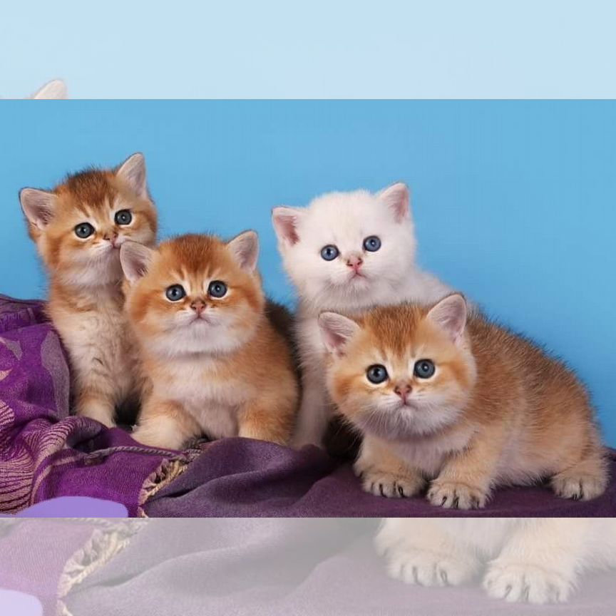 Британские котята