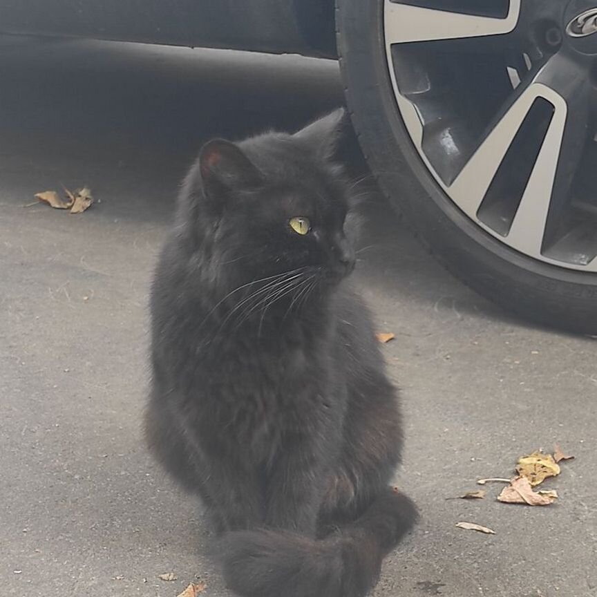 Котики бесплатно в добрые руки Москва