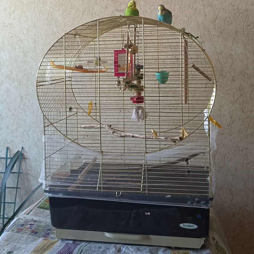 Продам волнистых попугаев с клеткой