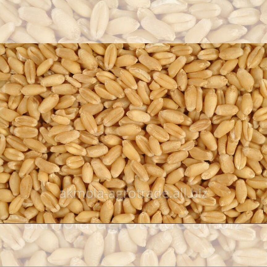 Зерно пшеница