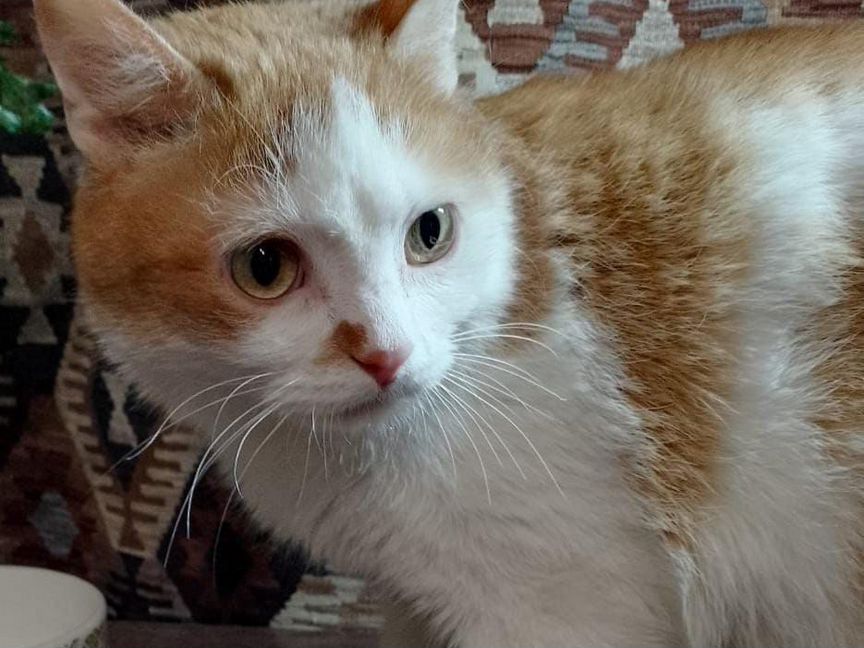 Котик ищет дом