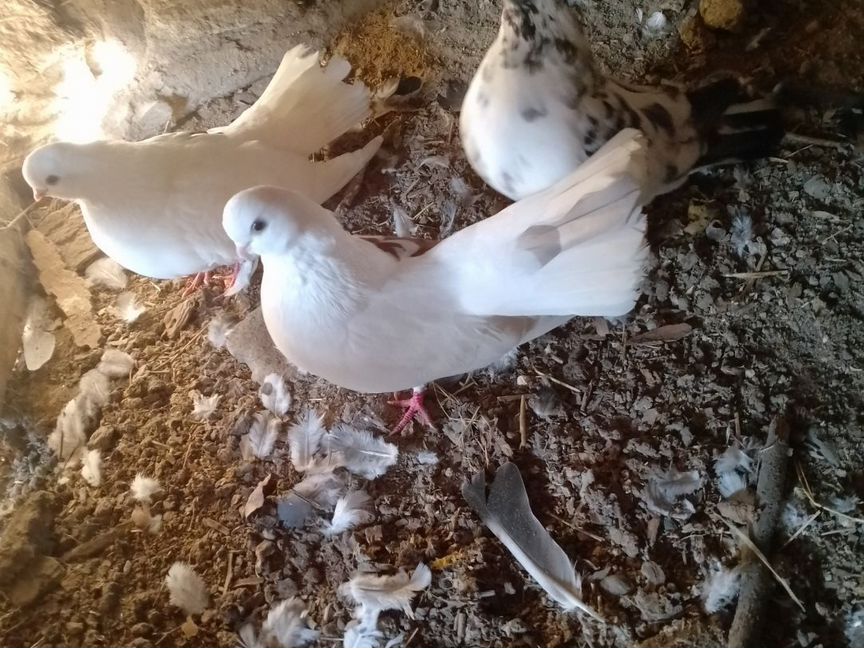 Голубь домашние