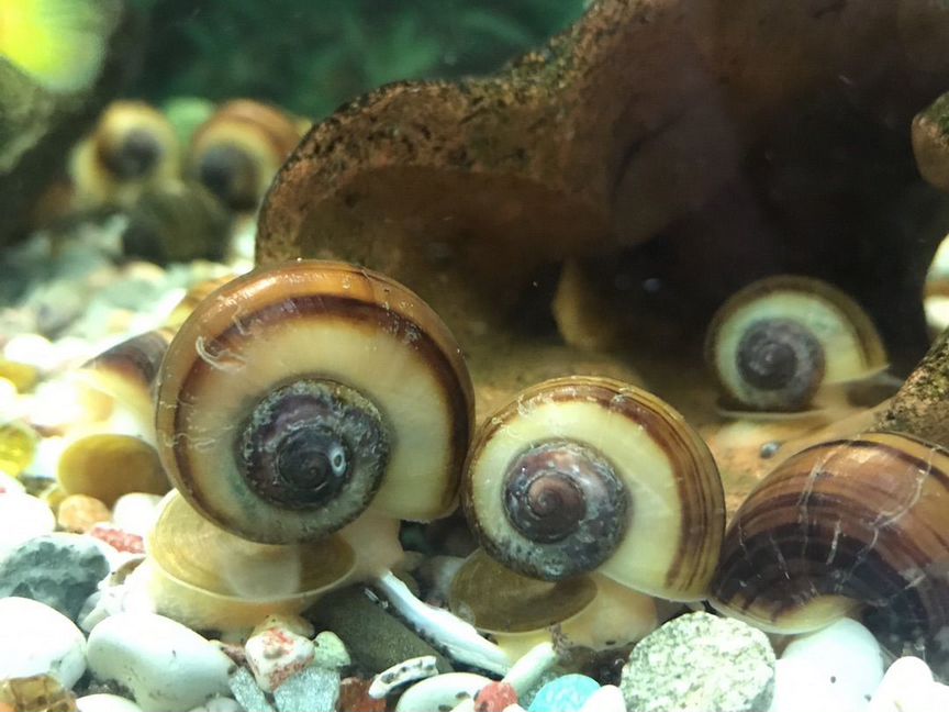 Улитка ампулярия