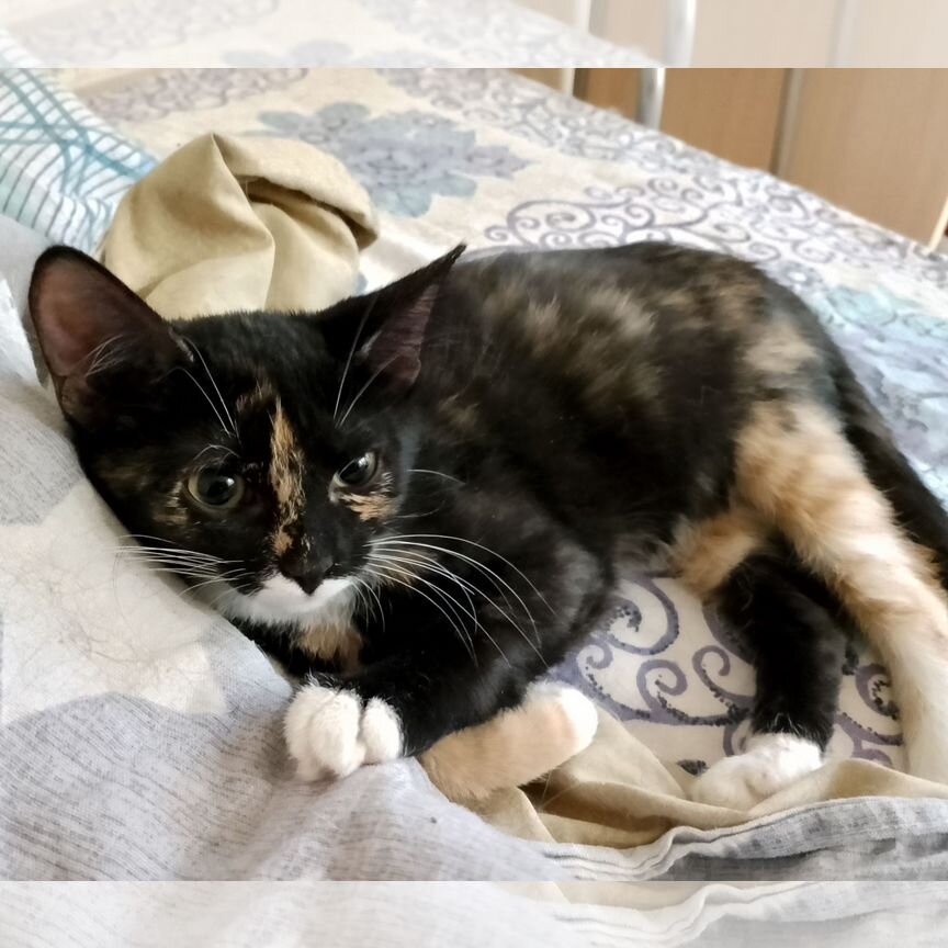 Кошка котенок Фиби