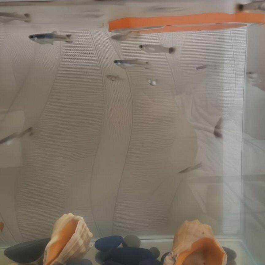 Аквариумные рыбки гуппи, молли