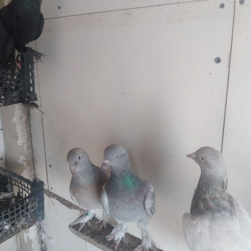 Голуби такла