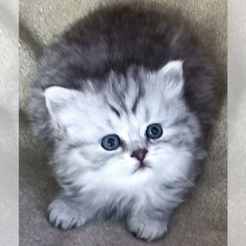 Шотландские плюшевые малыши серебристая шиншилла