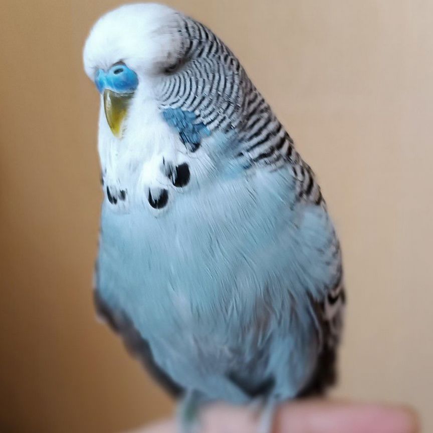 Волнистый попугай ввп чех