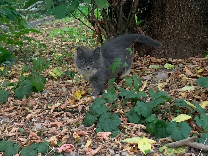 Кошка