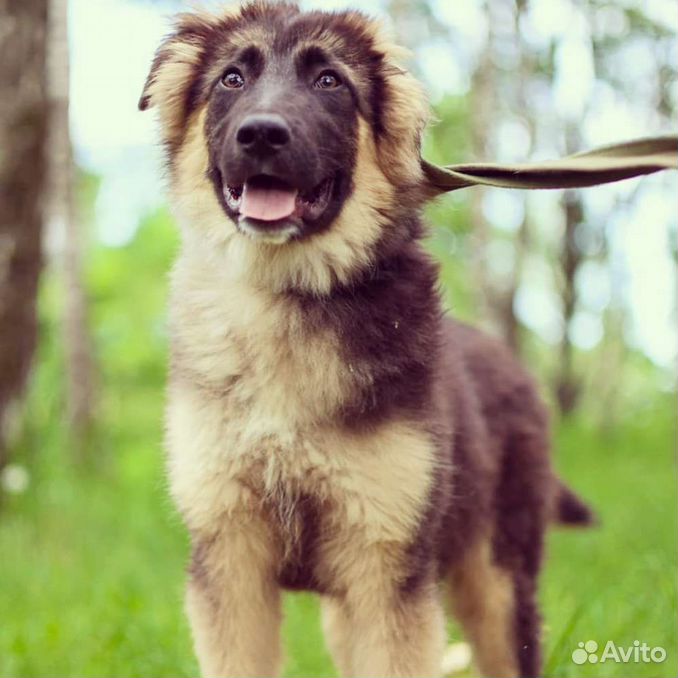 Собачка ищет дом (Шкипер)