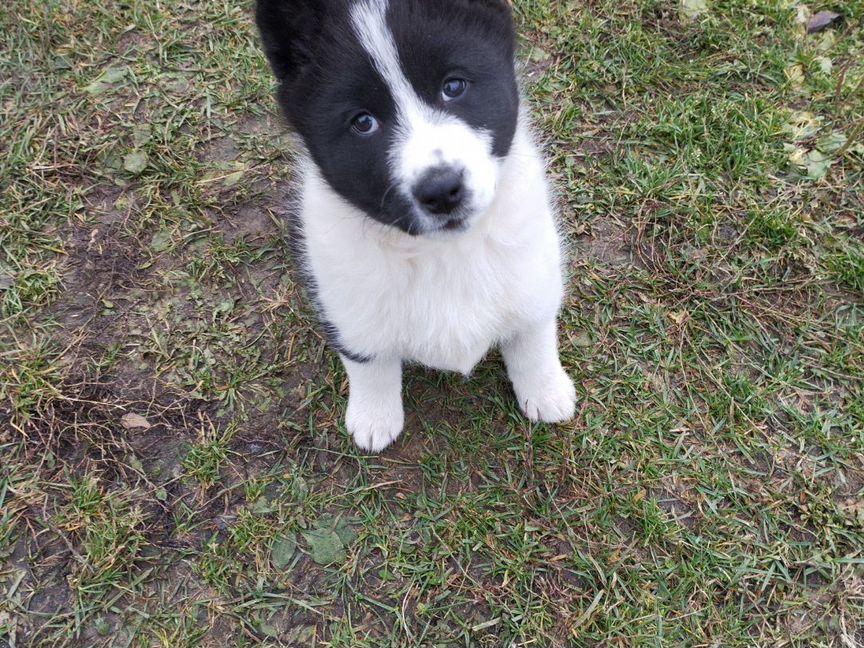 Русско европейская лайка