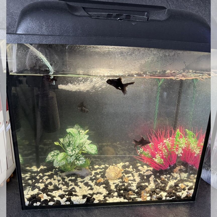 Аквариум с рыбками