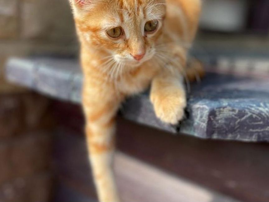 Котёнок рыжий табби 3 мес