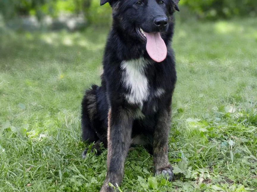 Собака в добрые руки